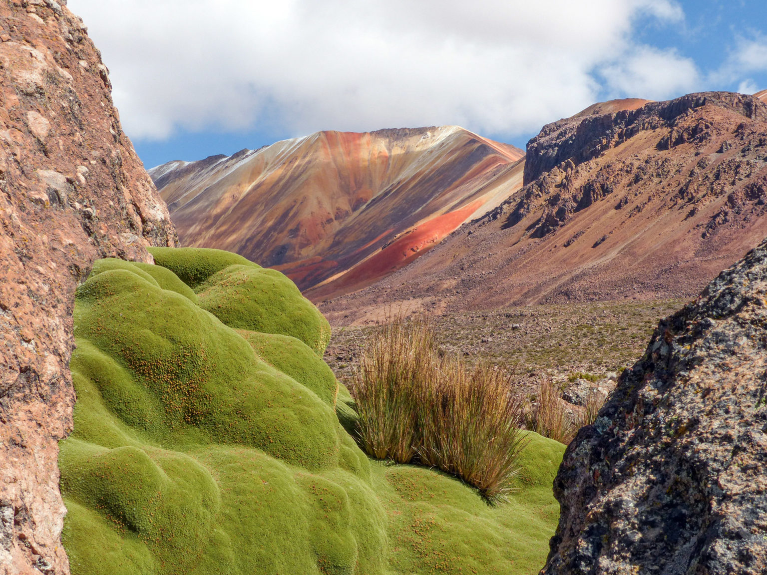 Flora y Fauna del Norte de Chile | Mayuru Tour | Excursiones en Chile