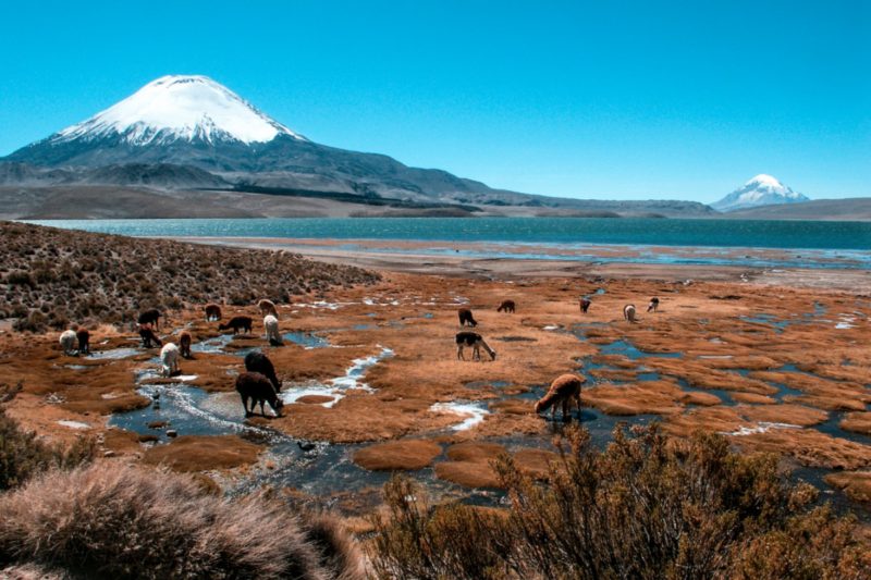 Lago Chungará, de los más altos del mundo